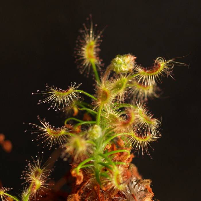 Drosera scorpioides | australská trpasličí rosnatka | 2 - 4 rostliny ...