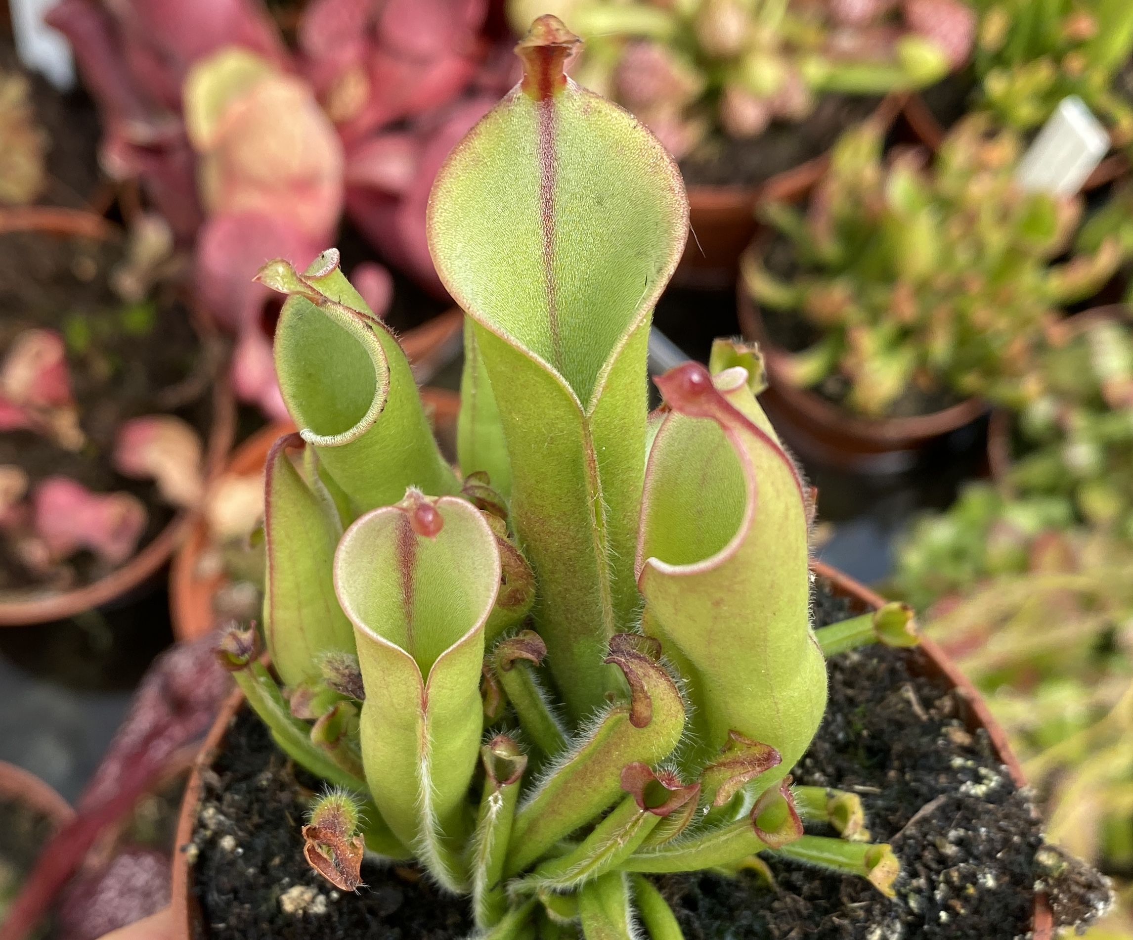 Heliamphora heterodoxa x minor | Heliamfora | dospělá rostlina ...